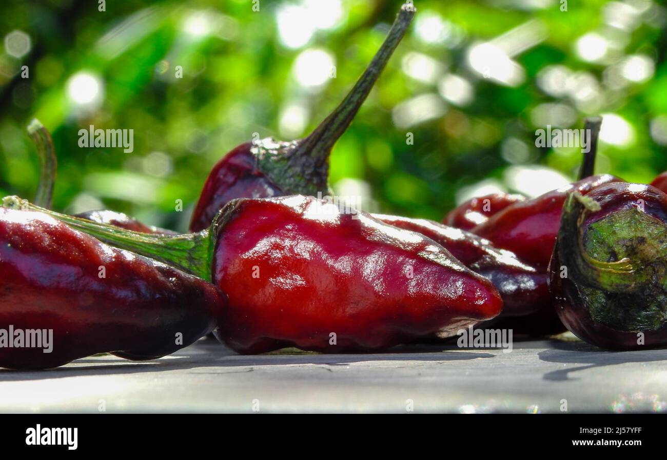 A close up shot of red chillies with green caps on a white background ...