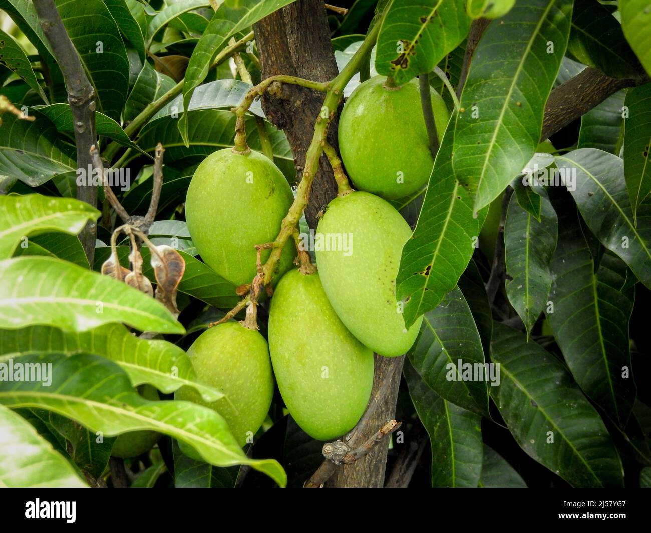 Green young mangoes growing on a tree surrounded with leaves. Mangifera ...