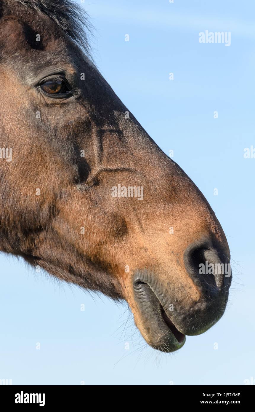 Horse Head Side View