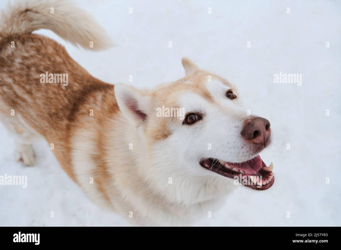 Northern sled dog breed, cheerful and happy smiles with tongue sticking ...