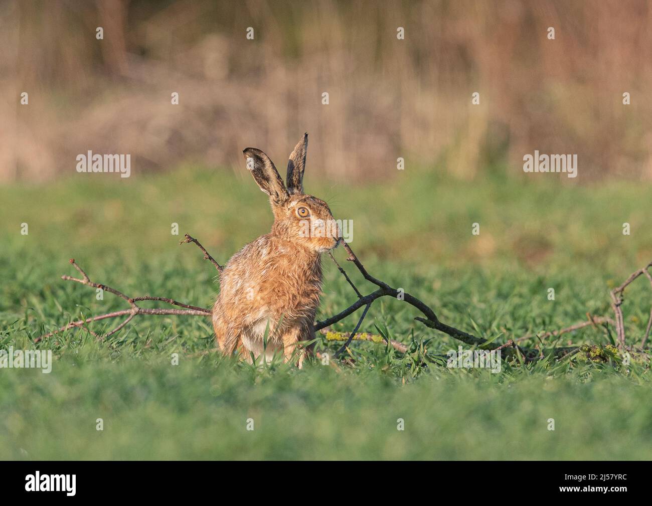 Branch manager hi-res stock photography and images - Alamy