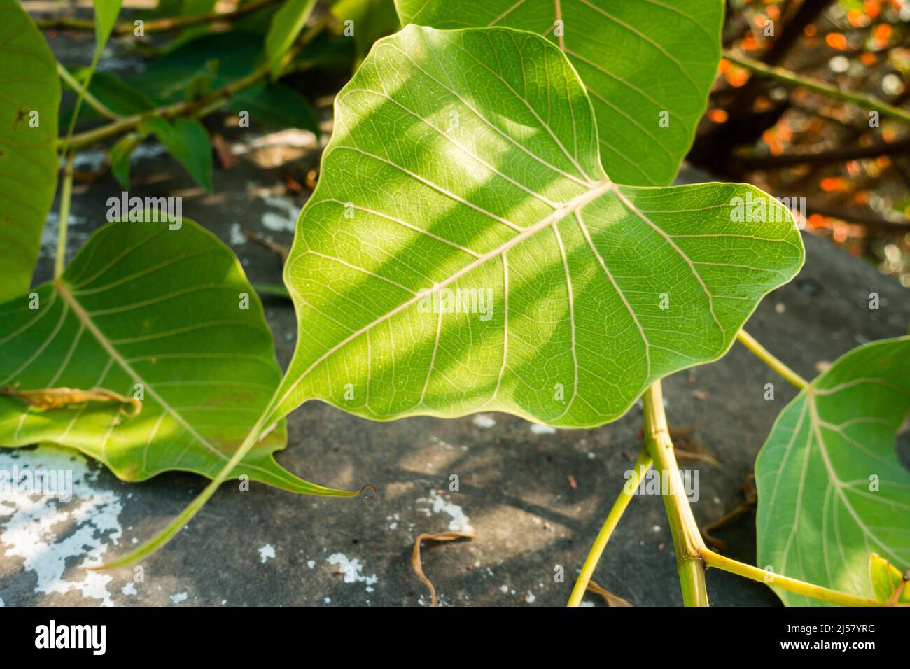 A close up shot of aa sacred fig (Ficus religiosa) leaf. It is also ...