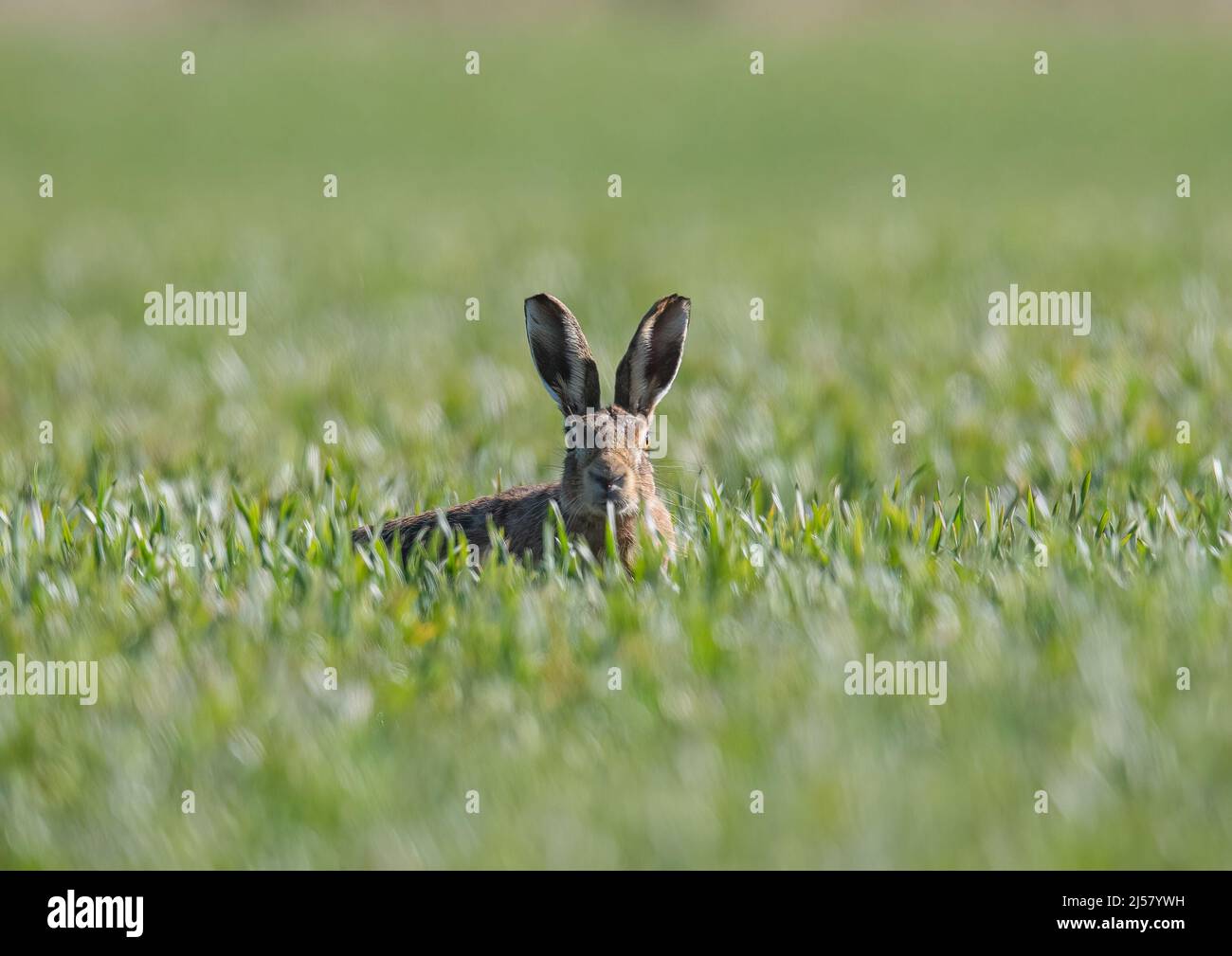 A close up of a secretive Brown Hare sitting in the farmers wheat field ...