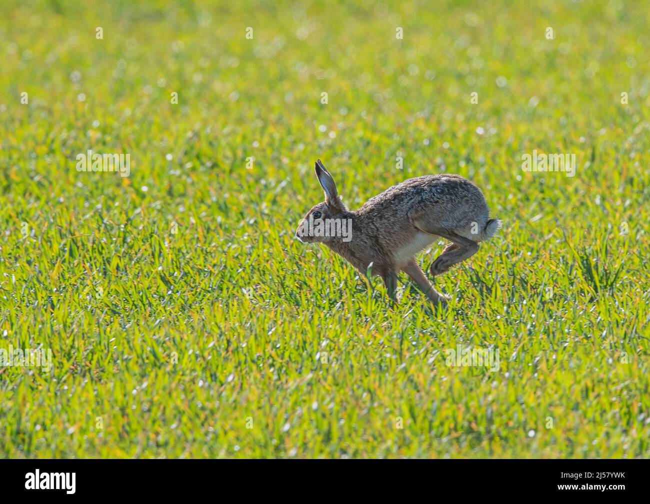 Brown Hare jumping across the farmers wheat. It shows coiled up ...