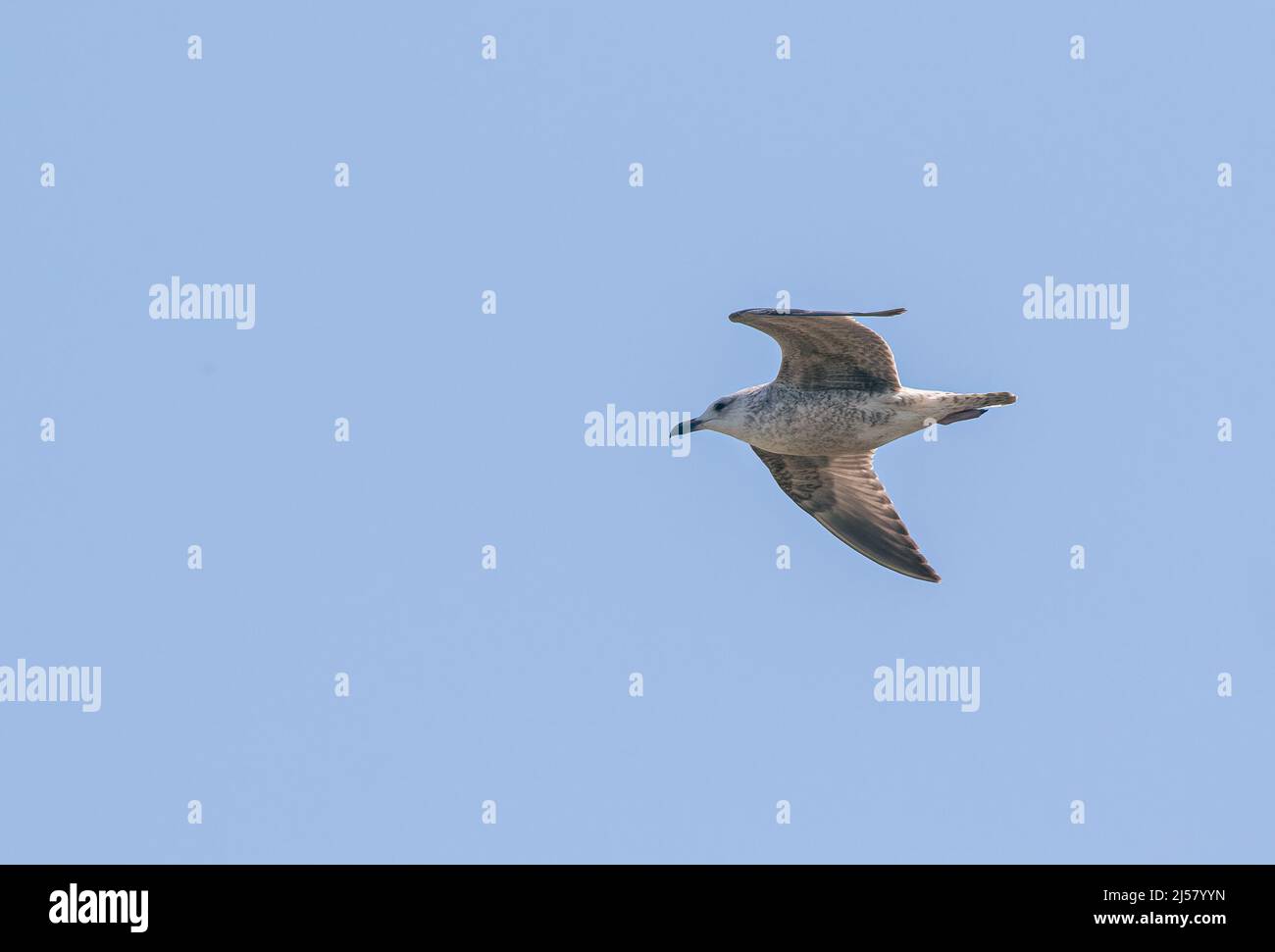 A juvenile Herring Gull ( Larus argentatus ) in flight against a blue ...
