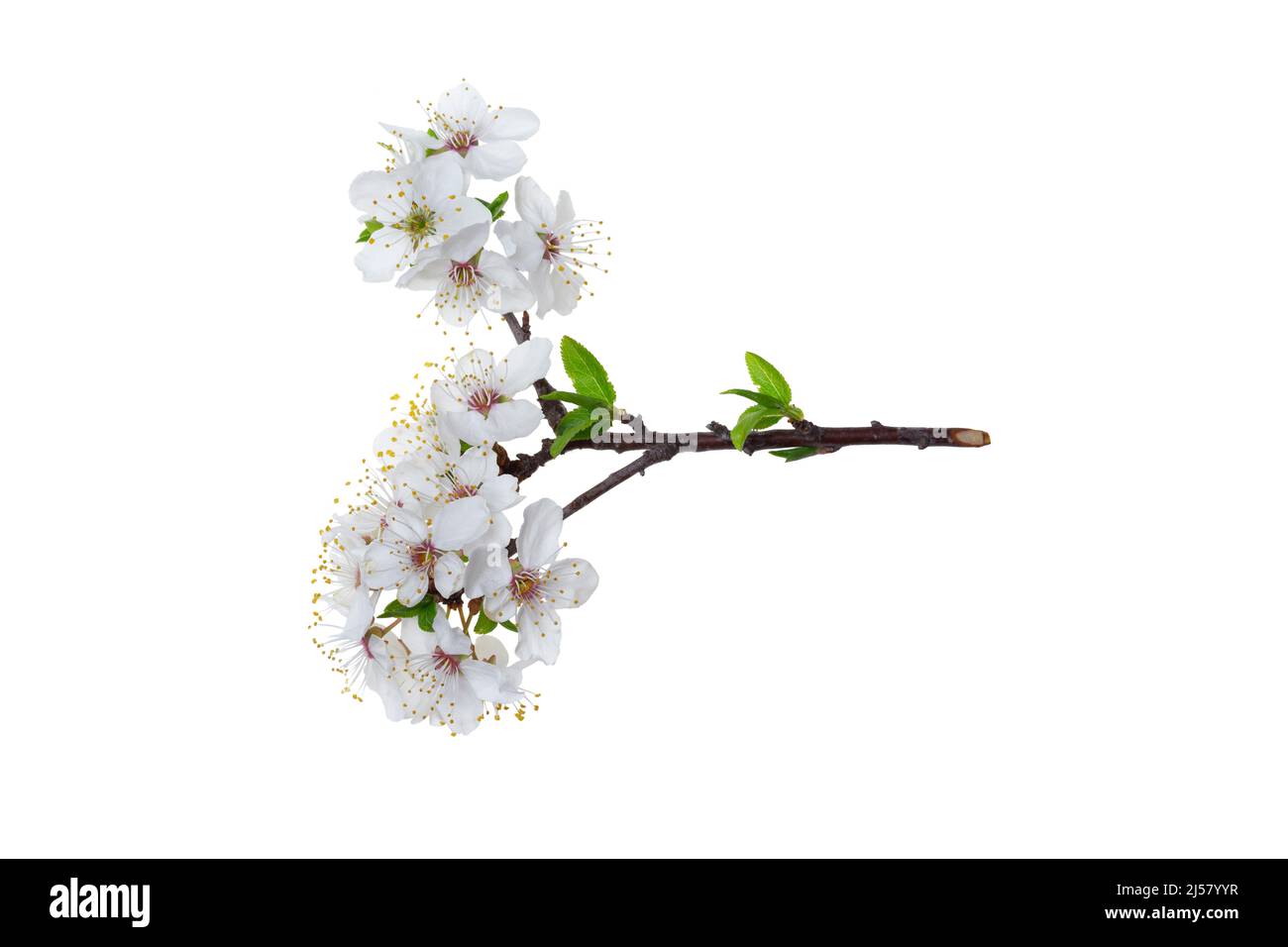 Shadows on flowers Cut Out Stock Images & Pictures - Alamy