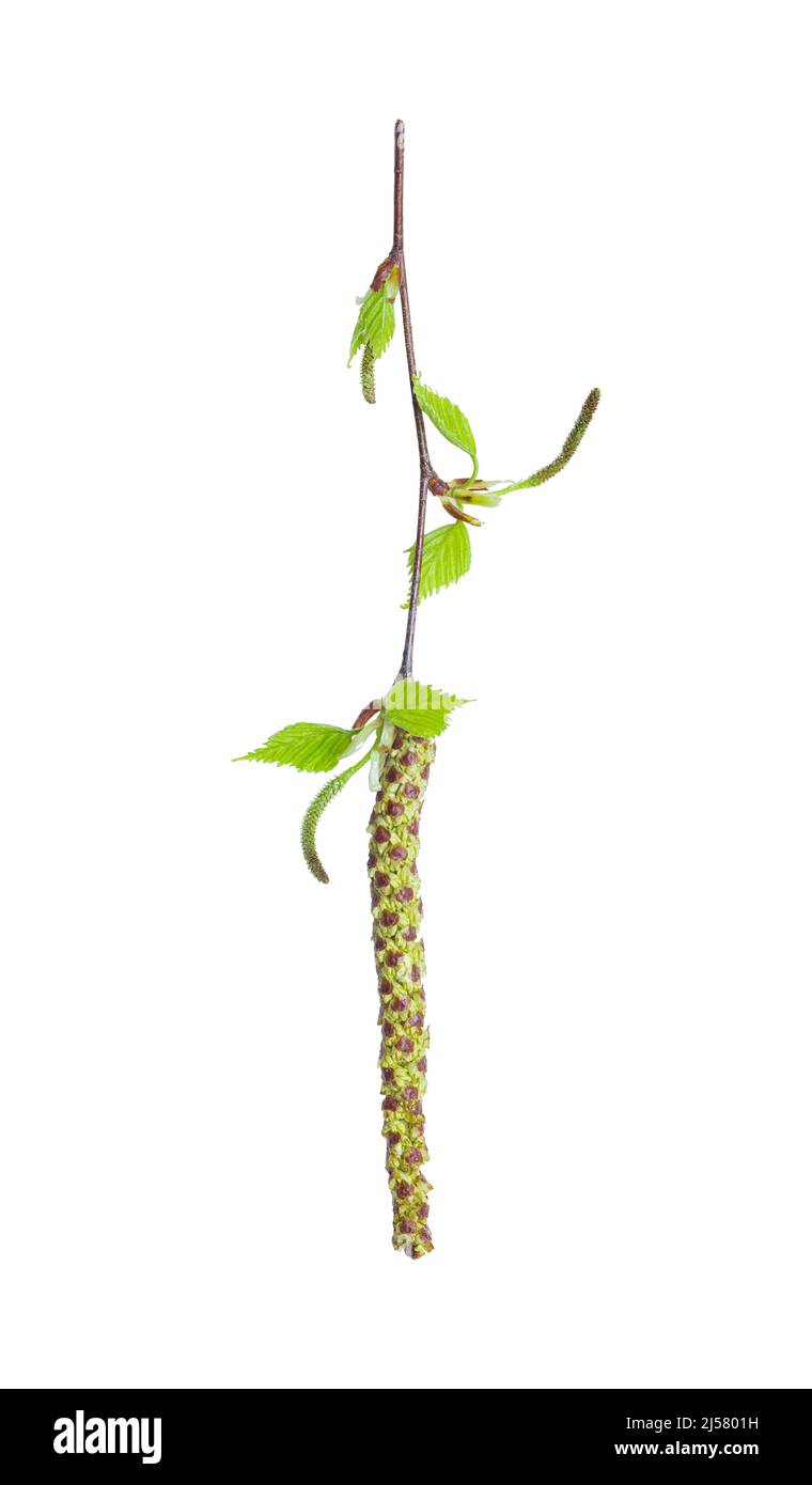 Spring birch branch (Betula pendula) with earrings and young leaves ...