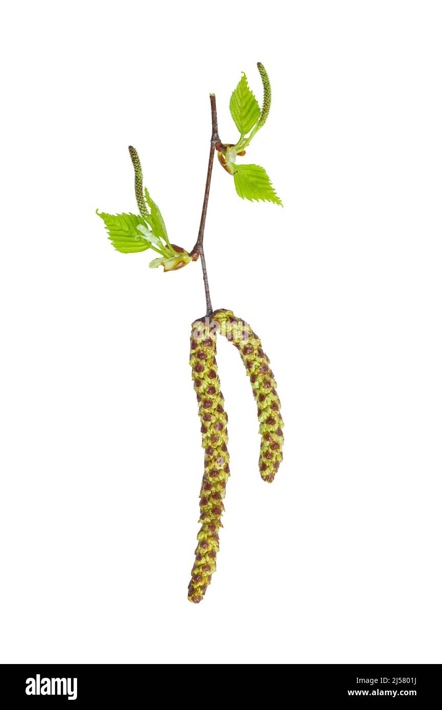 Spring birch branch (Betula pendula) with earrings and young leaves ...