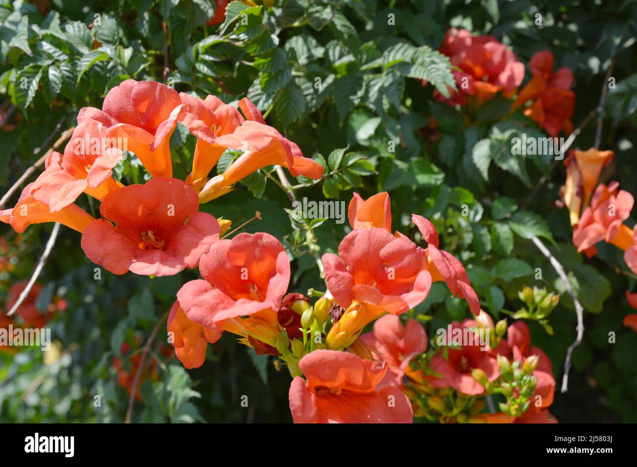 Campsis radicans (trumpet vine or trumpet creeper, also known in North ...
