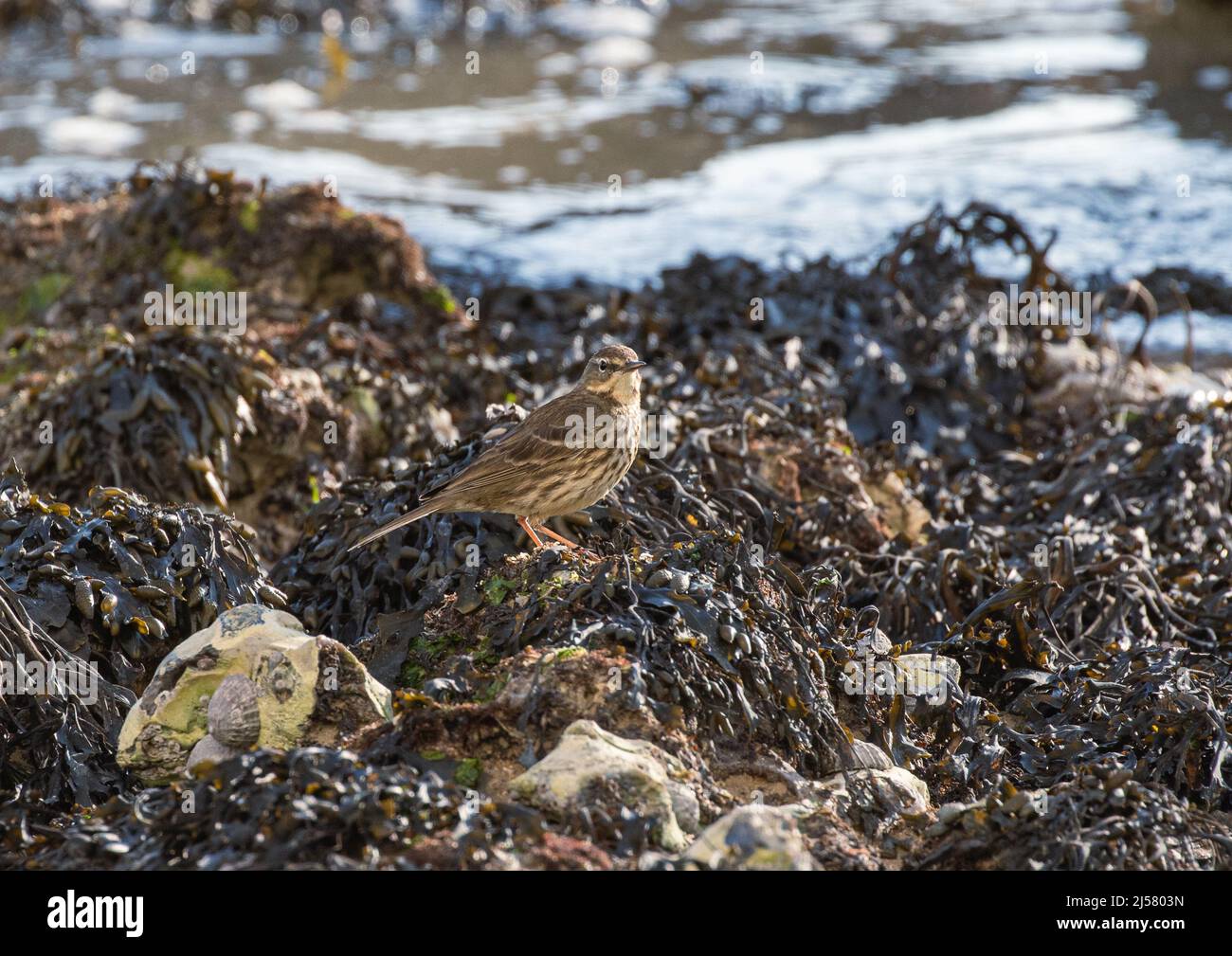 A Rock Pipit ( Anthus petrosus) perched amongst the seaweed, rocks and ...