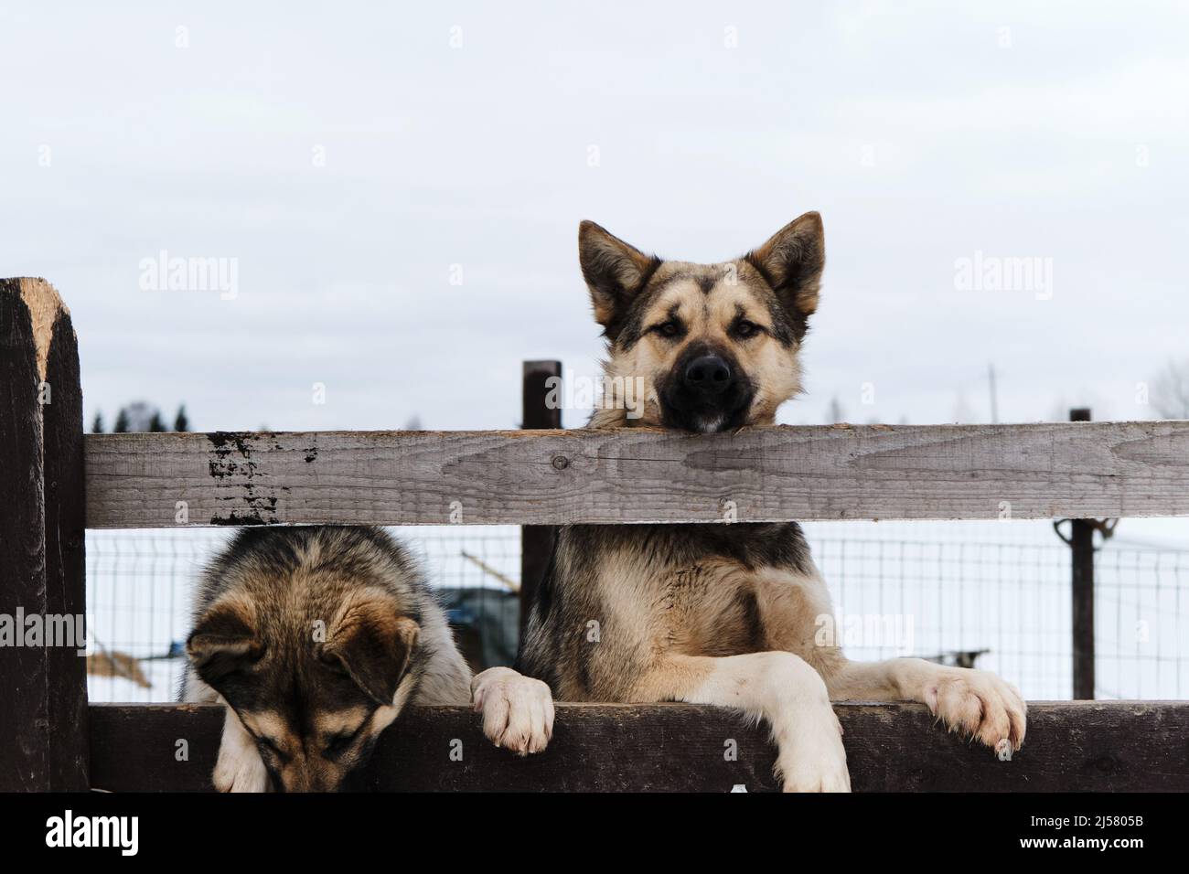 Alaskan huskies from kennel of northern sled dogs stand behind fence ...