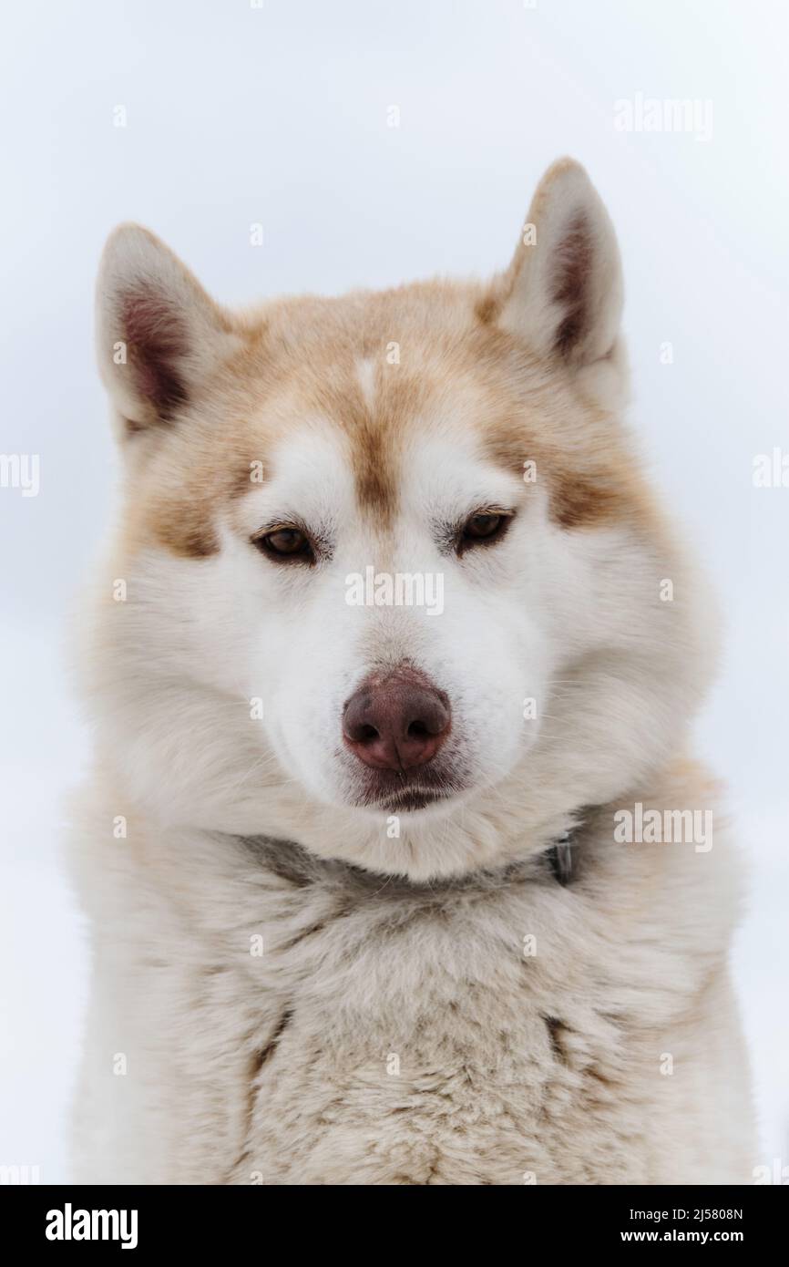 Are Siberian Huskies Next Level Smart