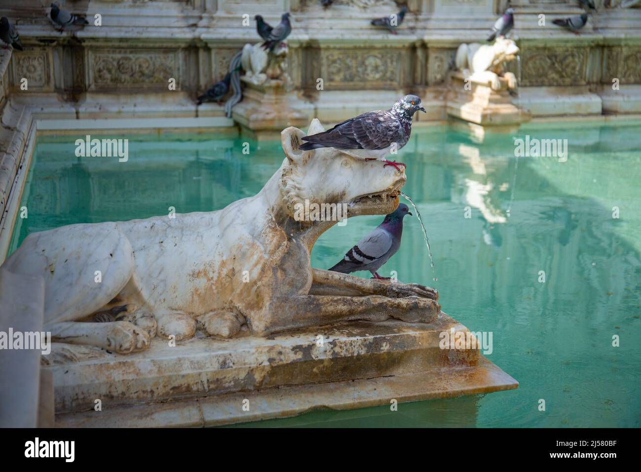 Fonte Gaia, white marble fountain with sculptures in Piazza del Campo ...