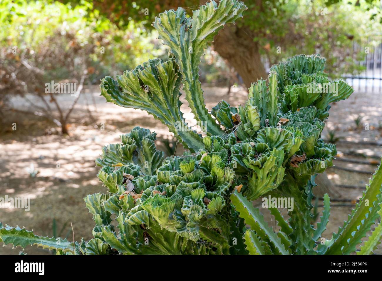 Twisted cactus in the botanical gardens in the desert Stock Photo - Alamy
