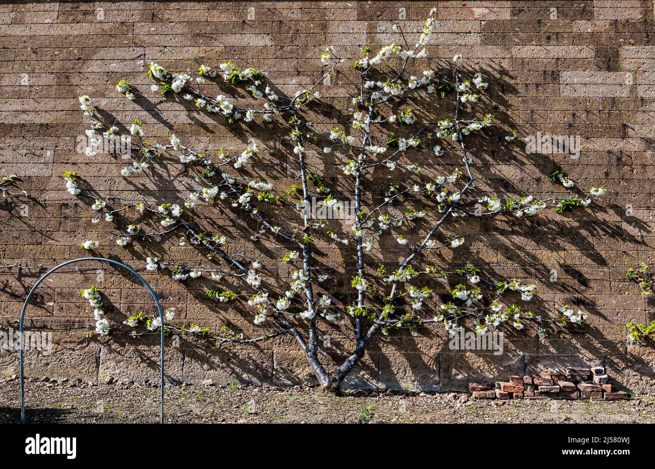 Espalier apple tree hi-res stock photography and images - Alamy