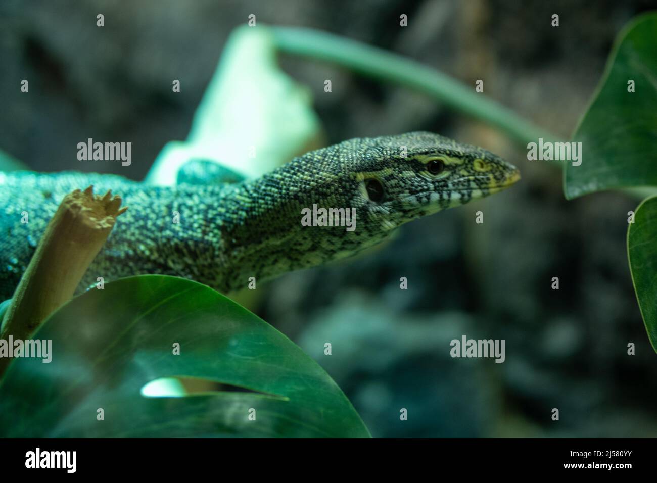Peacock monitor (Varanus auffenbergi) lizard head close up or the ...