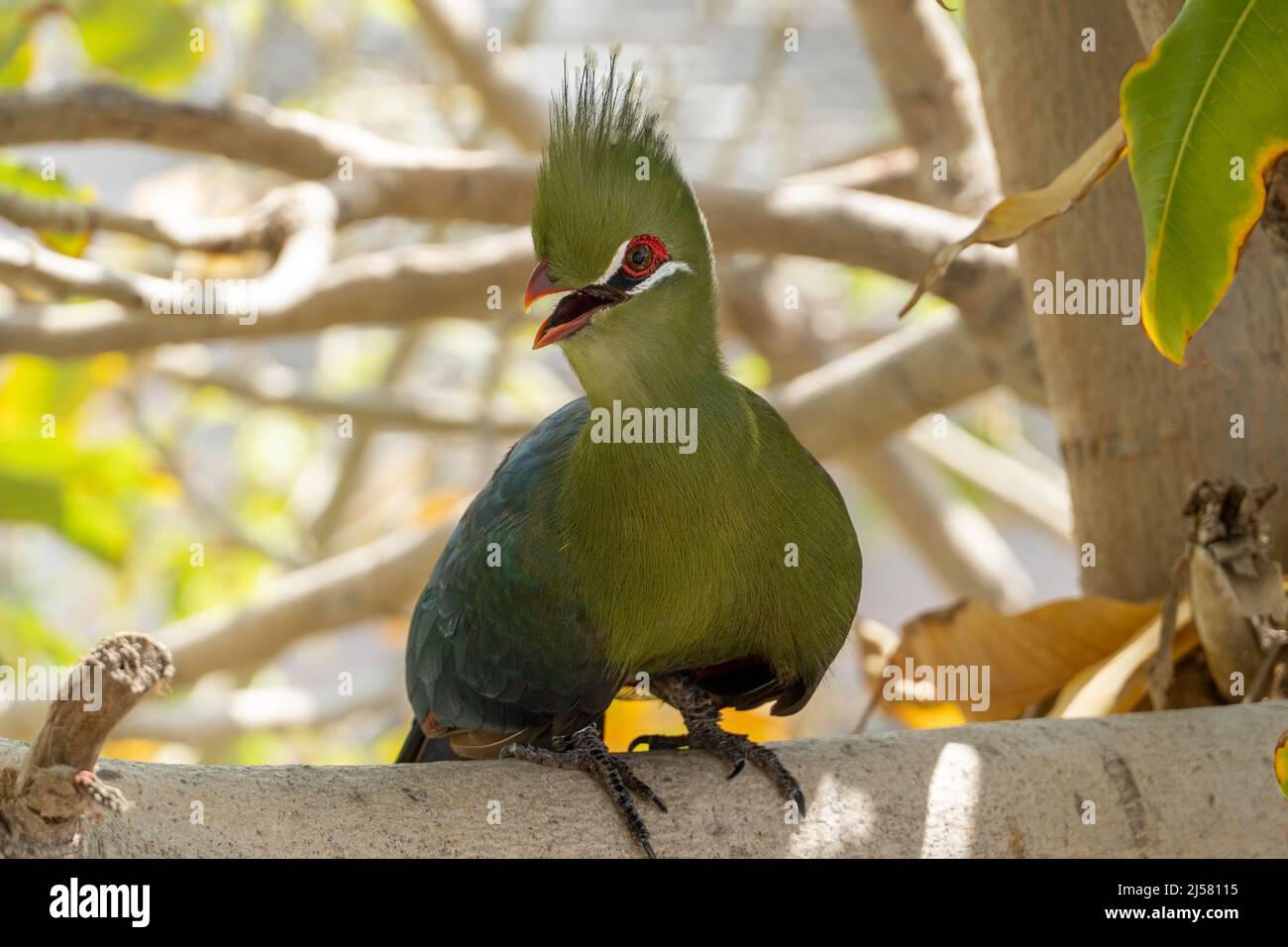 Guinea turaco (Tauraco persa) or the green turaco or green lourie ...