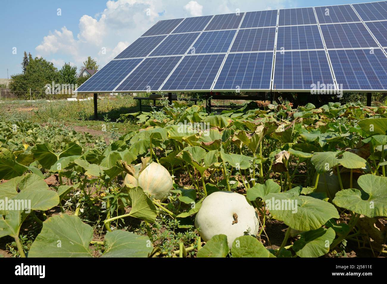 Garden Solar Panels with growing pumpkins. Use solar power, solar ...