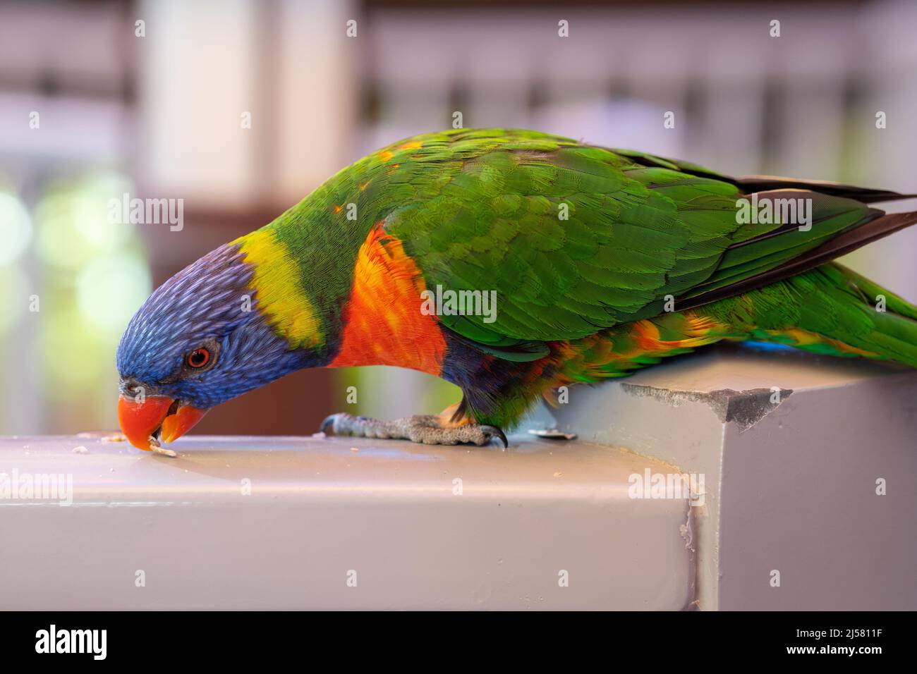 Male rainbow lorikeet hi-res stock photography and images - Alamy
