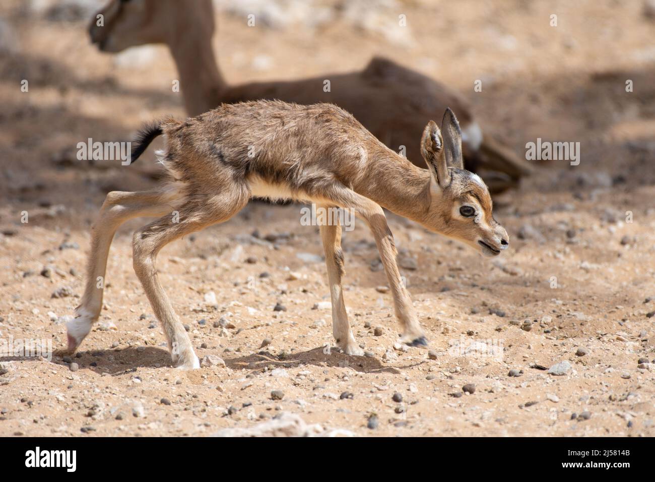 A close up of an Arabian Sand Gazelle (Gazella marica) baby walking ...