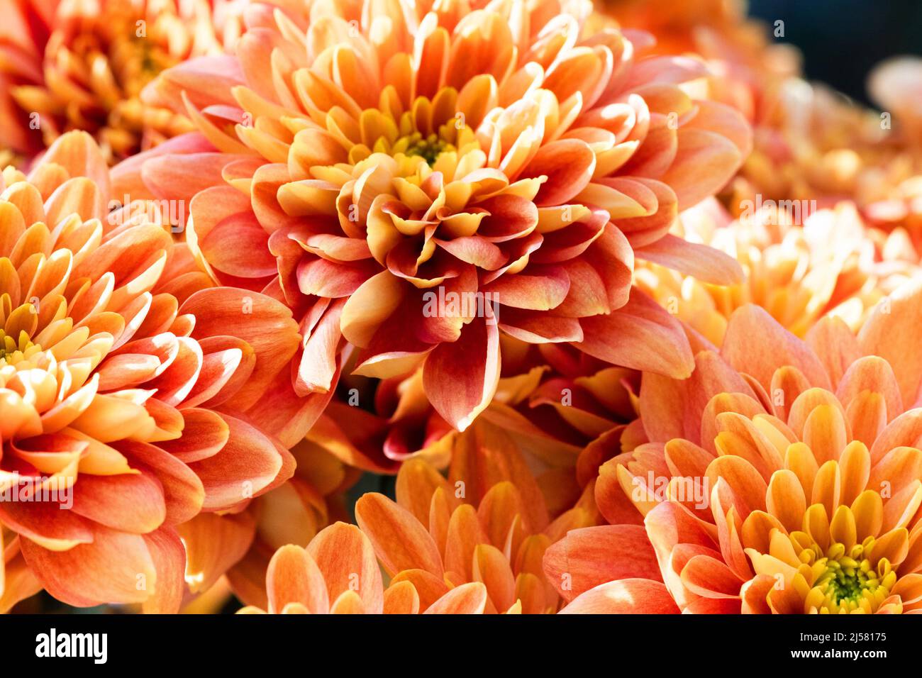 Peach mums High Resolution Stock Photography and Images - Alamy