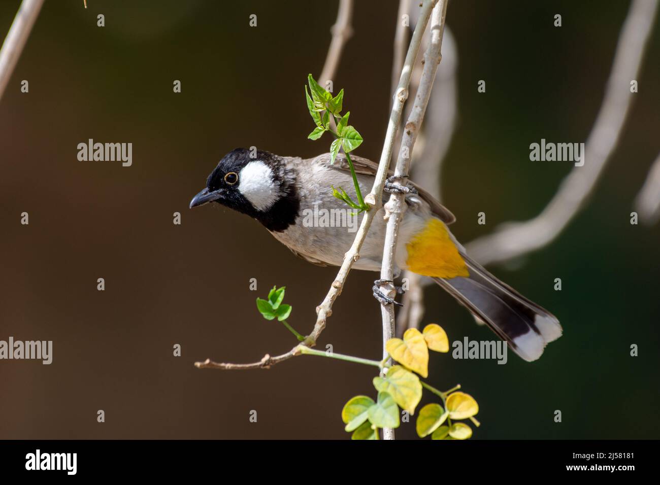 A White Eared (White-Cheeked) Bulbul (Pycnonotus leucotis) showing ...