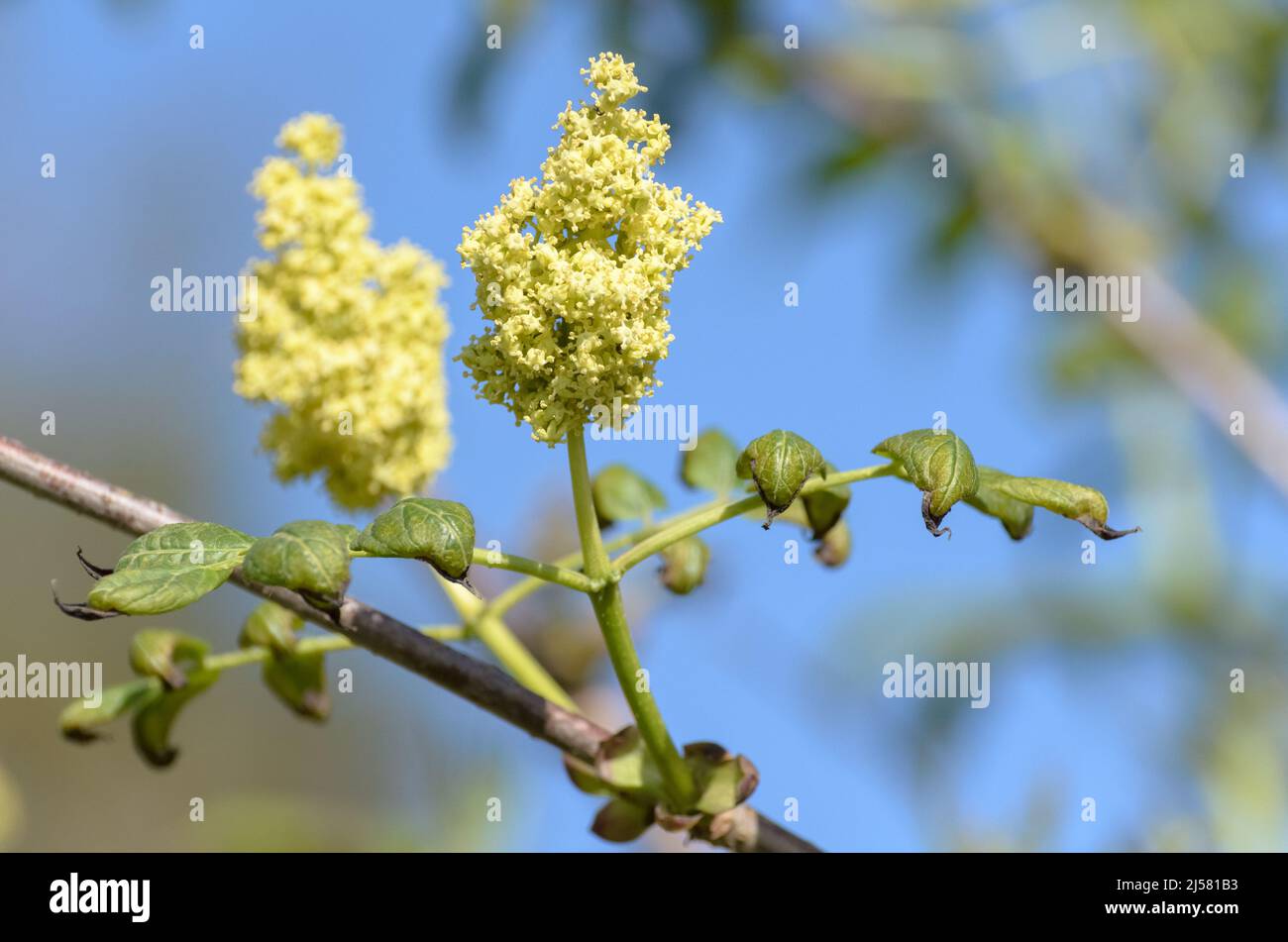 Flowers of the Sambucus cerulea shrub plant, known as Blue Elderberry ...