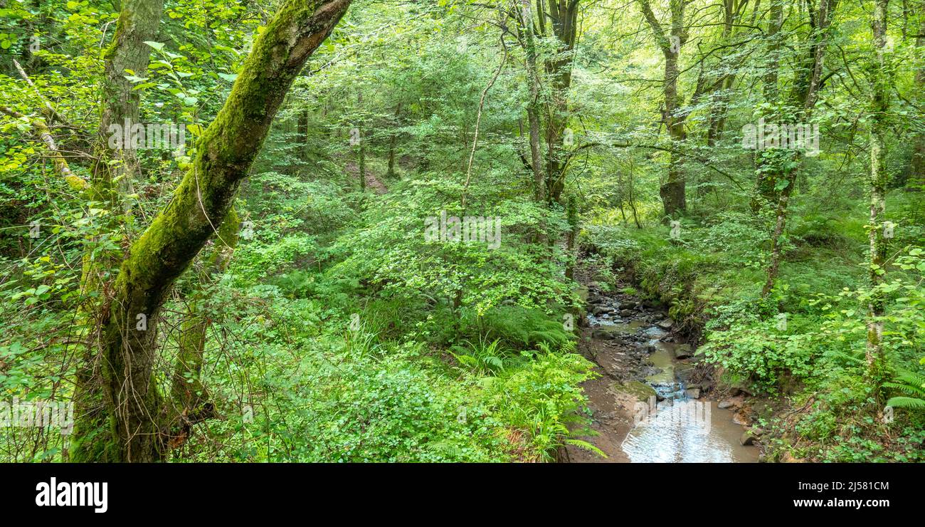 Coastal Beech Forest of Caviedes, Corona Mountain, Oyambre Natural Park ...