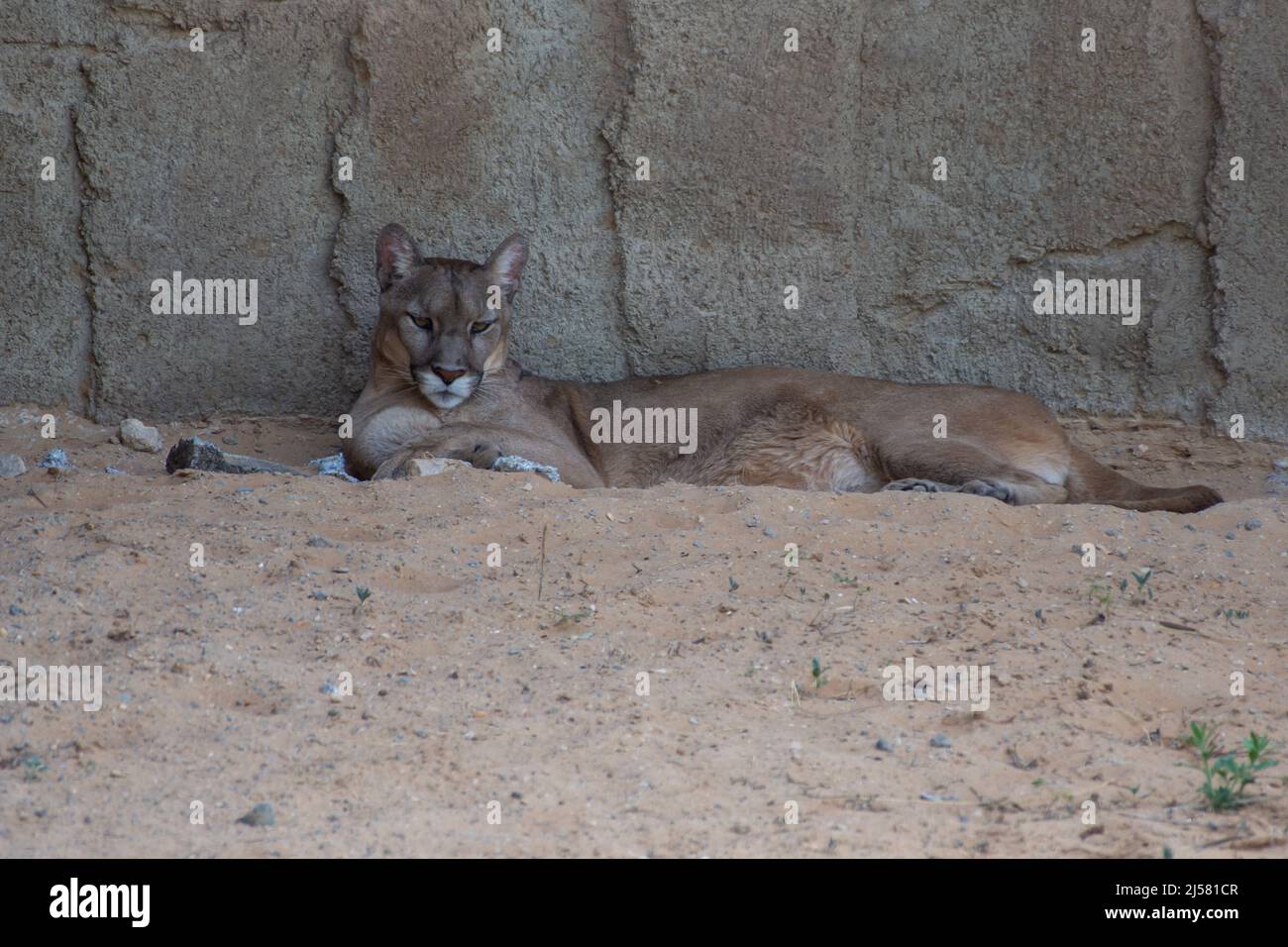 A Cougar (Puma concolor) or mountain lion or puma sleeping along the ...