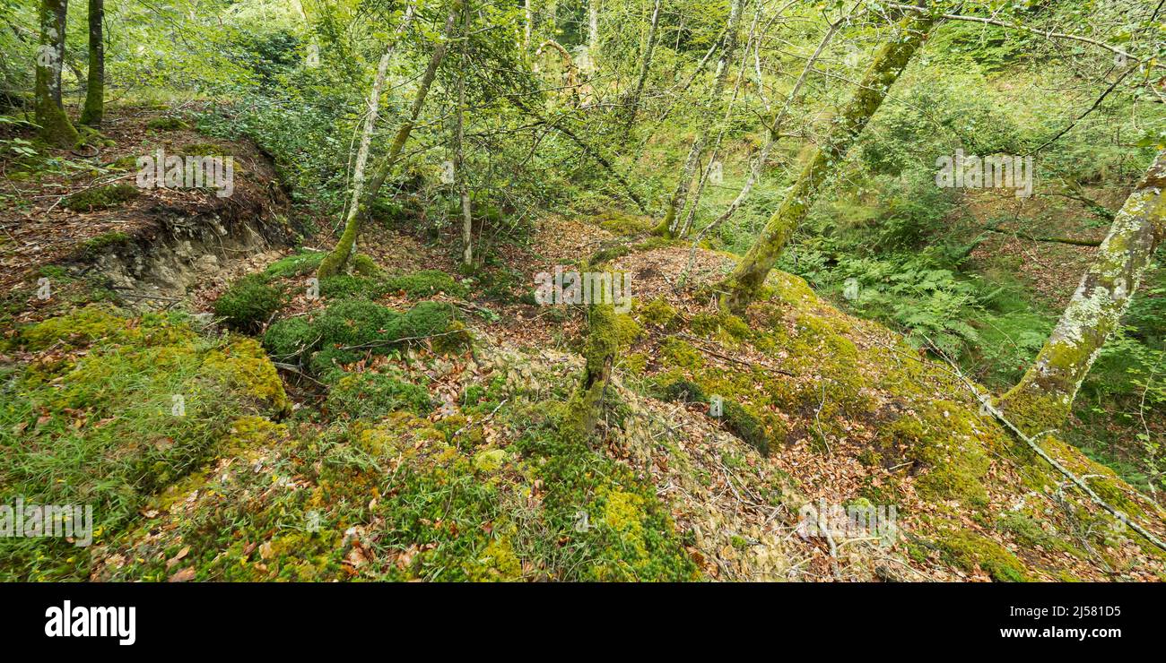 Coastal Beech Forest of Caviedes, Corona Mountain, Oyambre Natural Park ...