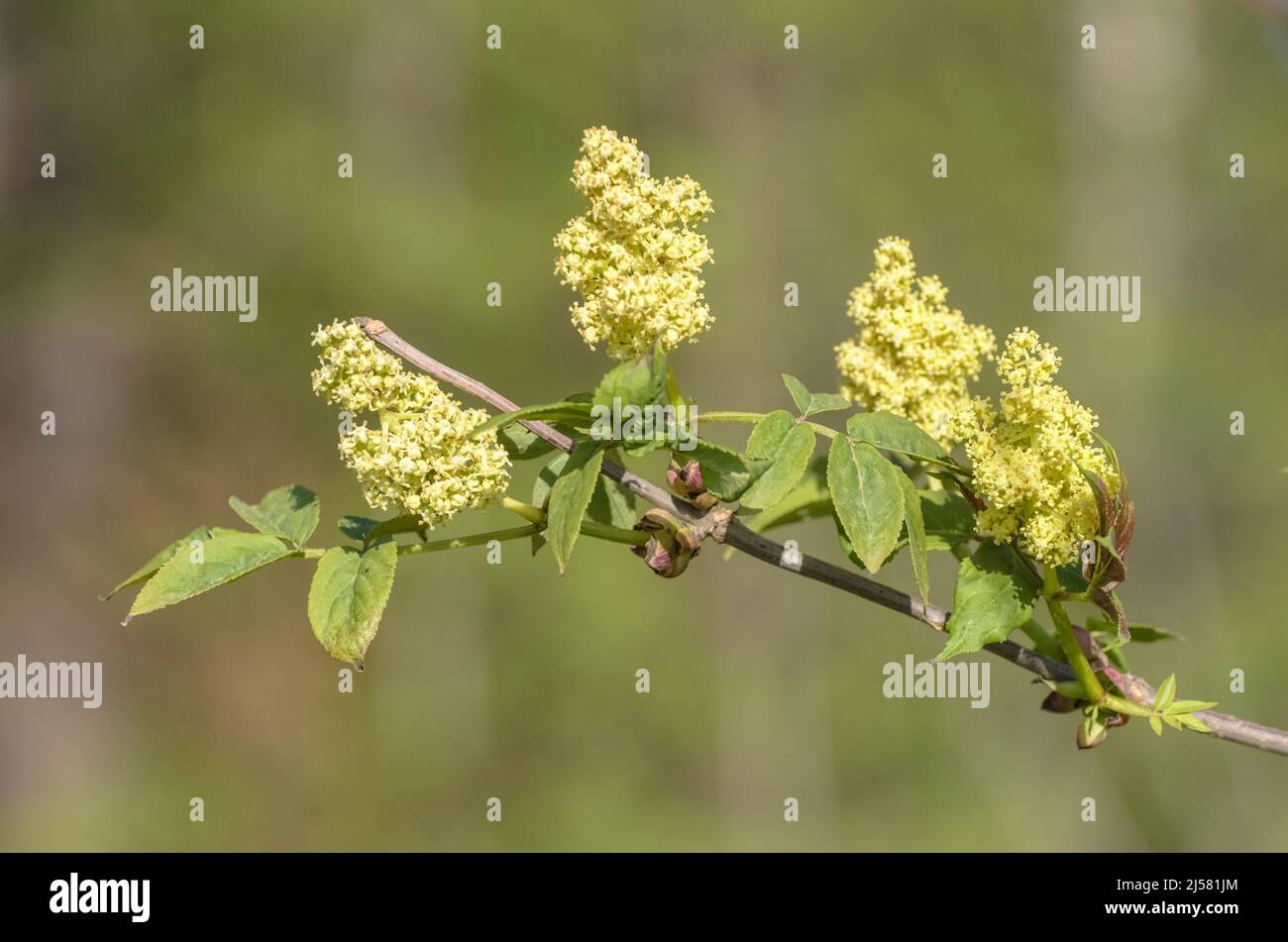 Flowers of the Sambucus cerulea shrub plant, known as Blue Elderberry ...