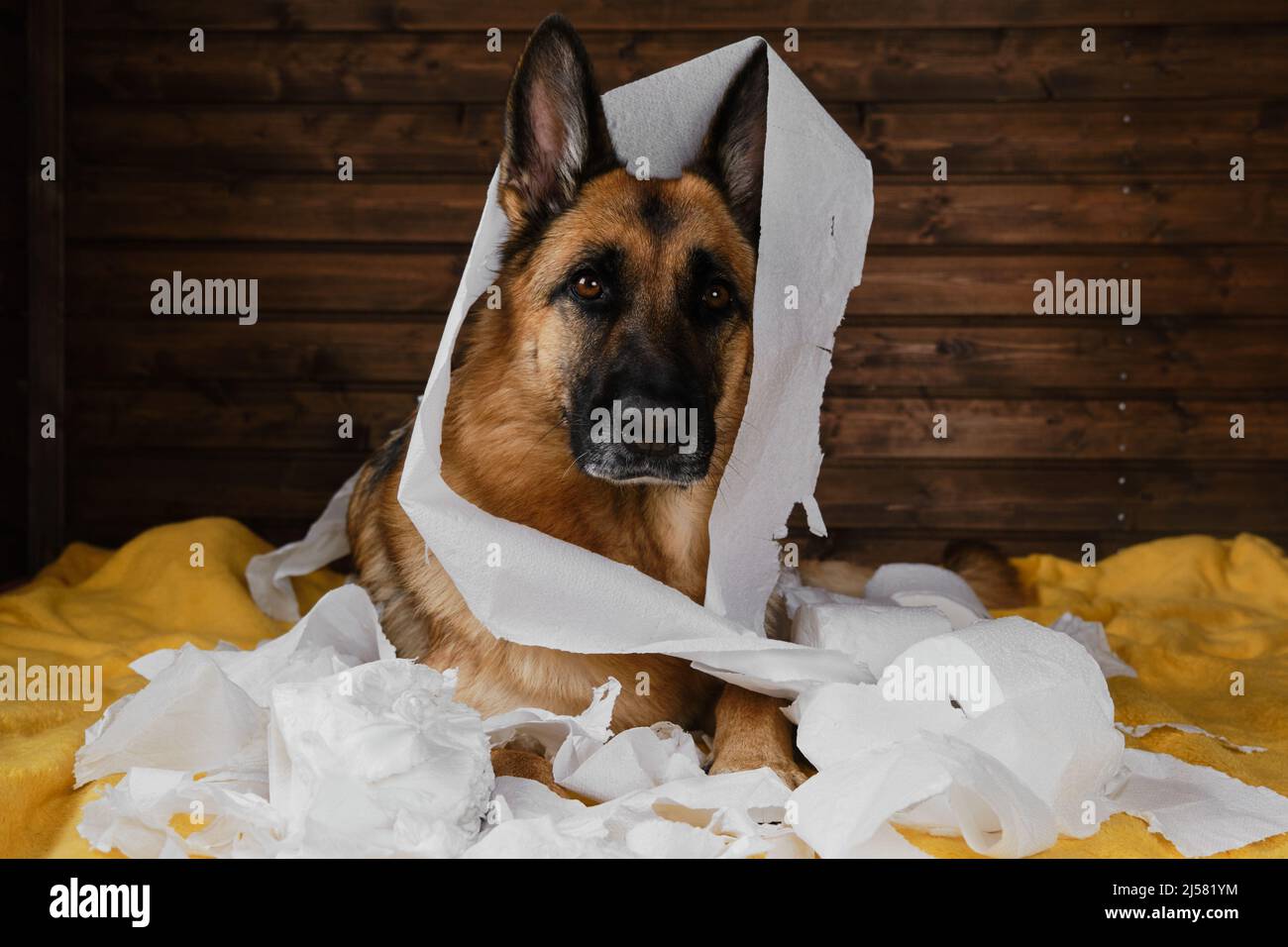 Dog is alone at home entertaining by eating toilet paper. Charming ...