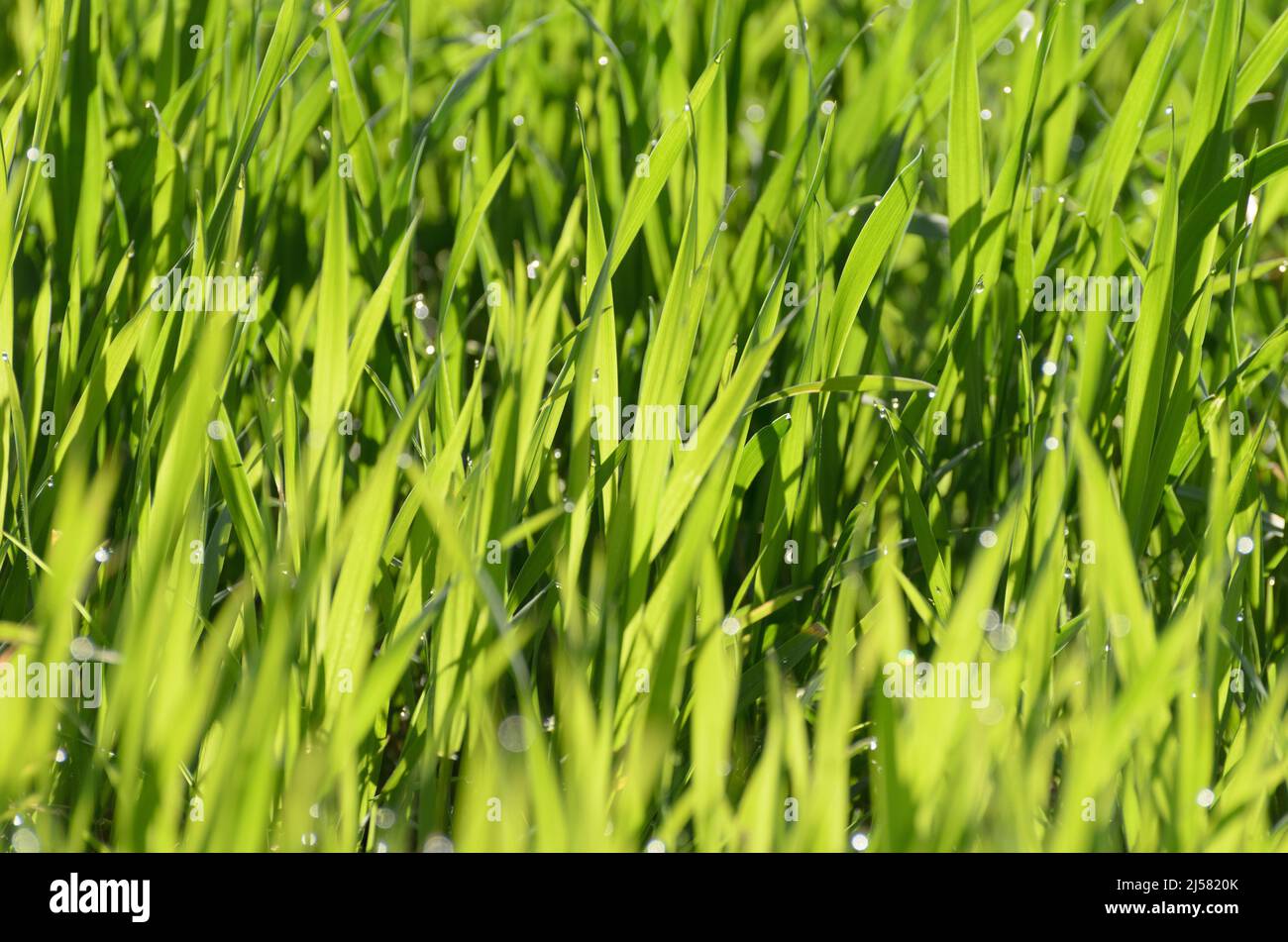 Outdoor pattern grass blades hi-res stock photography and images - Alamy