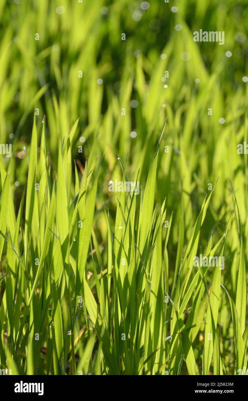 Backlit green grass blades in a meadow, natural background Stock Photo ...
