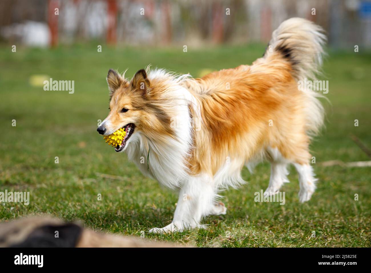 Playful happy pet dog puppy sheltie running in the grass and playing ...