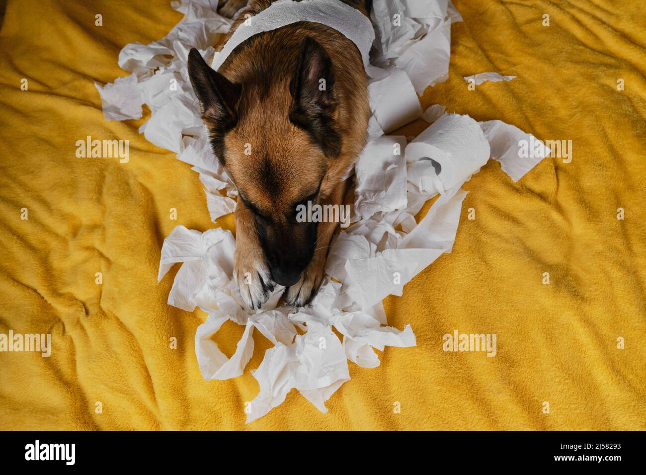 Dog is alone at home entertaining by eating toilet paper. Charming ...