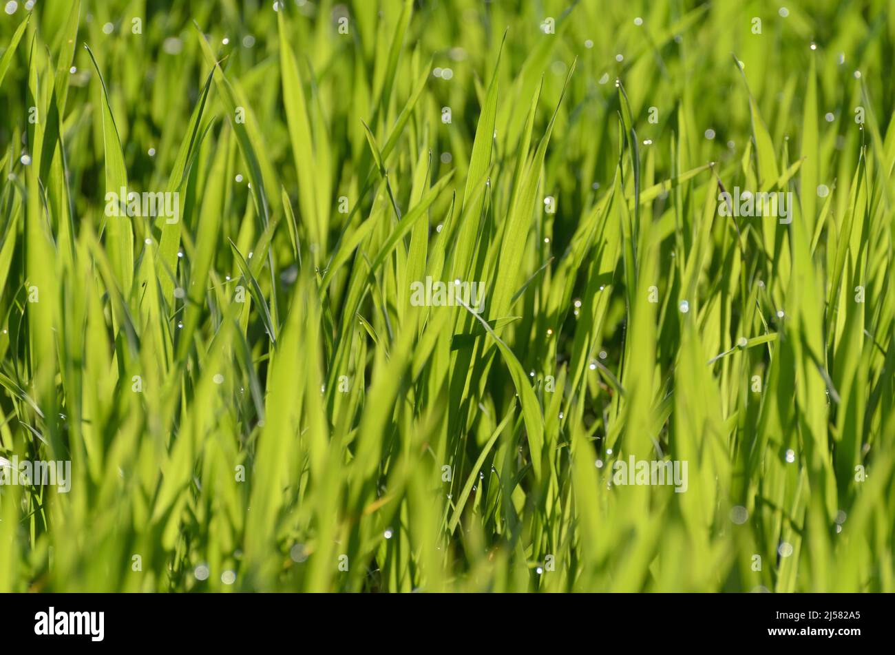Outdoor pattern grass blades hi-res stock photography and images - Alamy