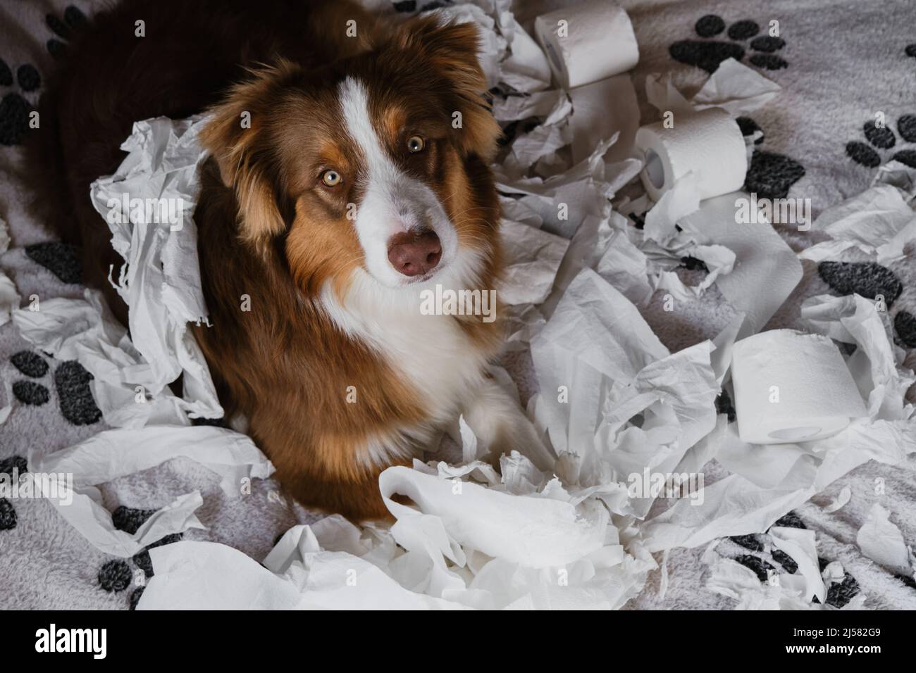 Can A Australian Shepherd Eat Slim Jim