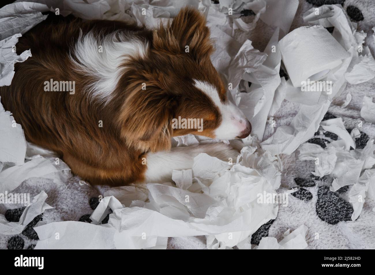 Dog is alone at home entertaining himself by eating toilet paper ...
