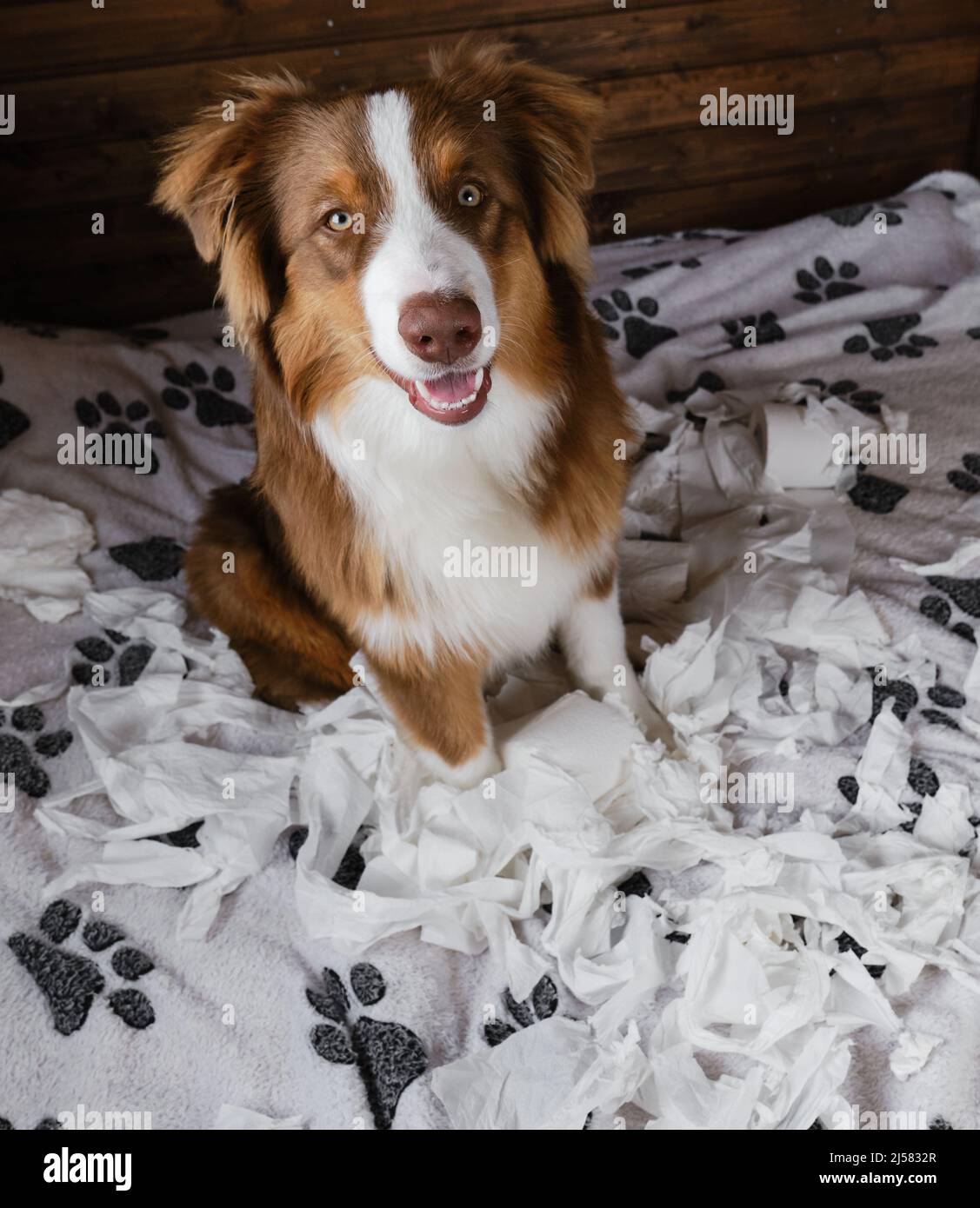 Are Australian Shepherds Crazy