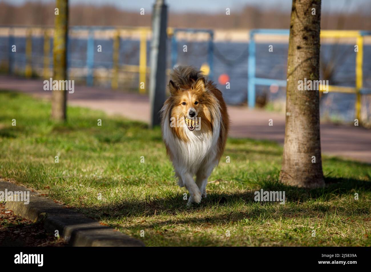 Playful happy pet dog puppy sheltie running in the grass and playing ...