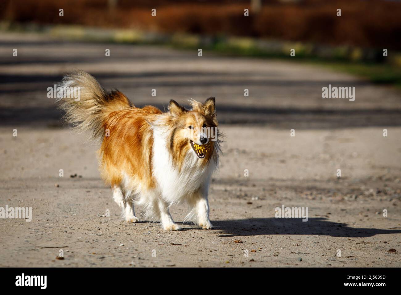 Playful happy pet dog puppy sheltie running and playing with a ball ...