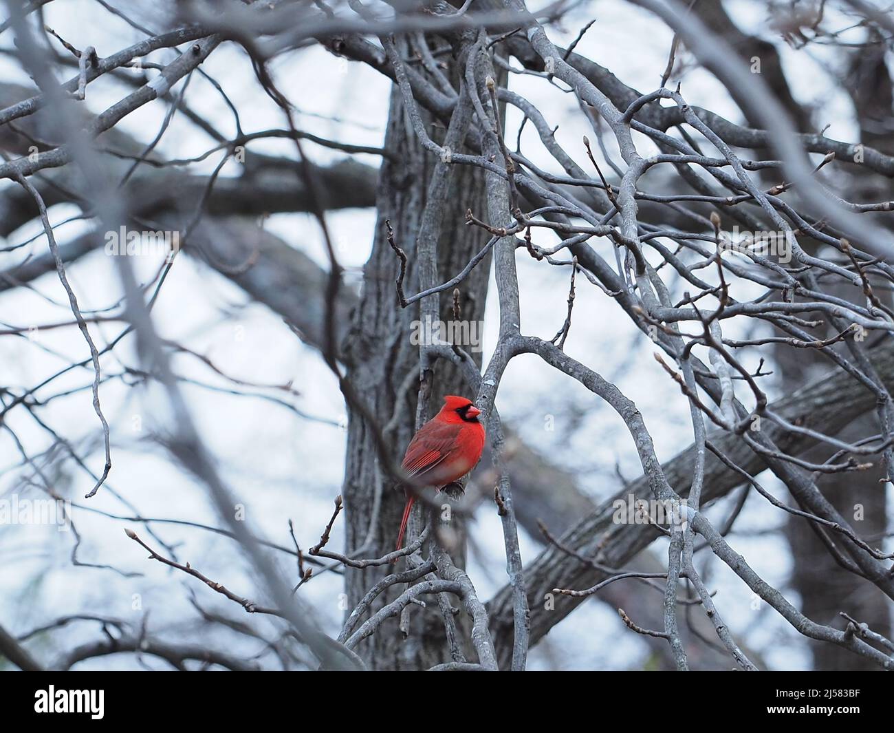 Male Cardinal in tree during winter Stock Photo - Alamy