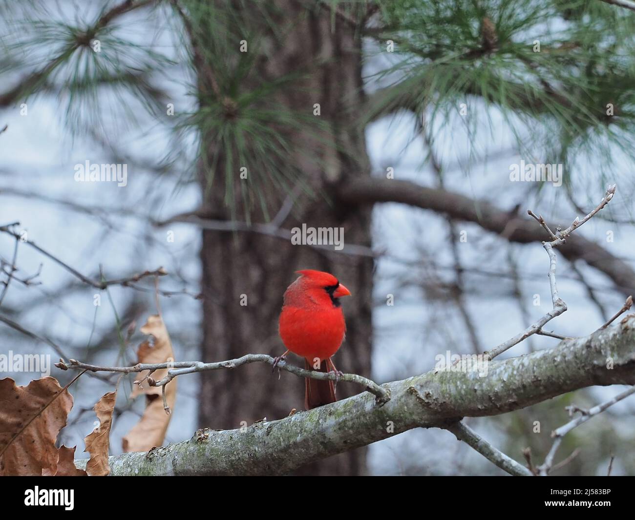 Male Cardinal in tree during winter Stock Photo - Alamy