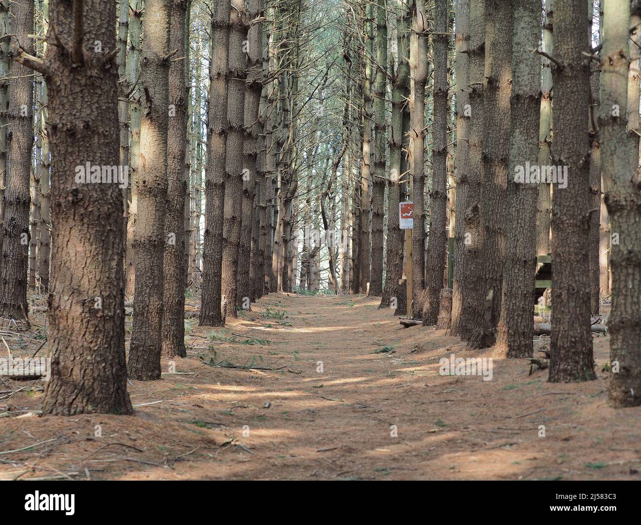 Path in woods lined with Pine Trees Stock Photo - Alamy
