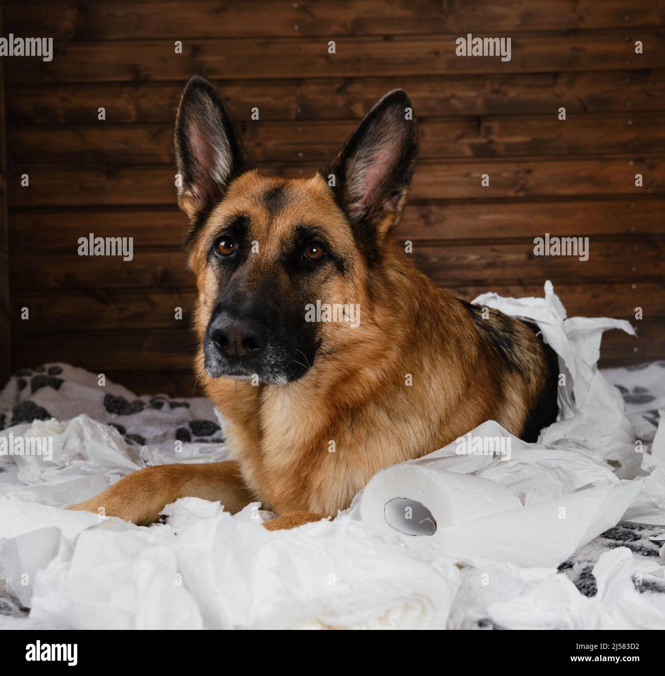 Dog is alone at home entertaining by eating toilet paper. Charming ...