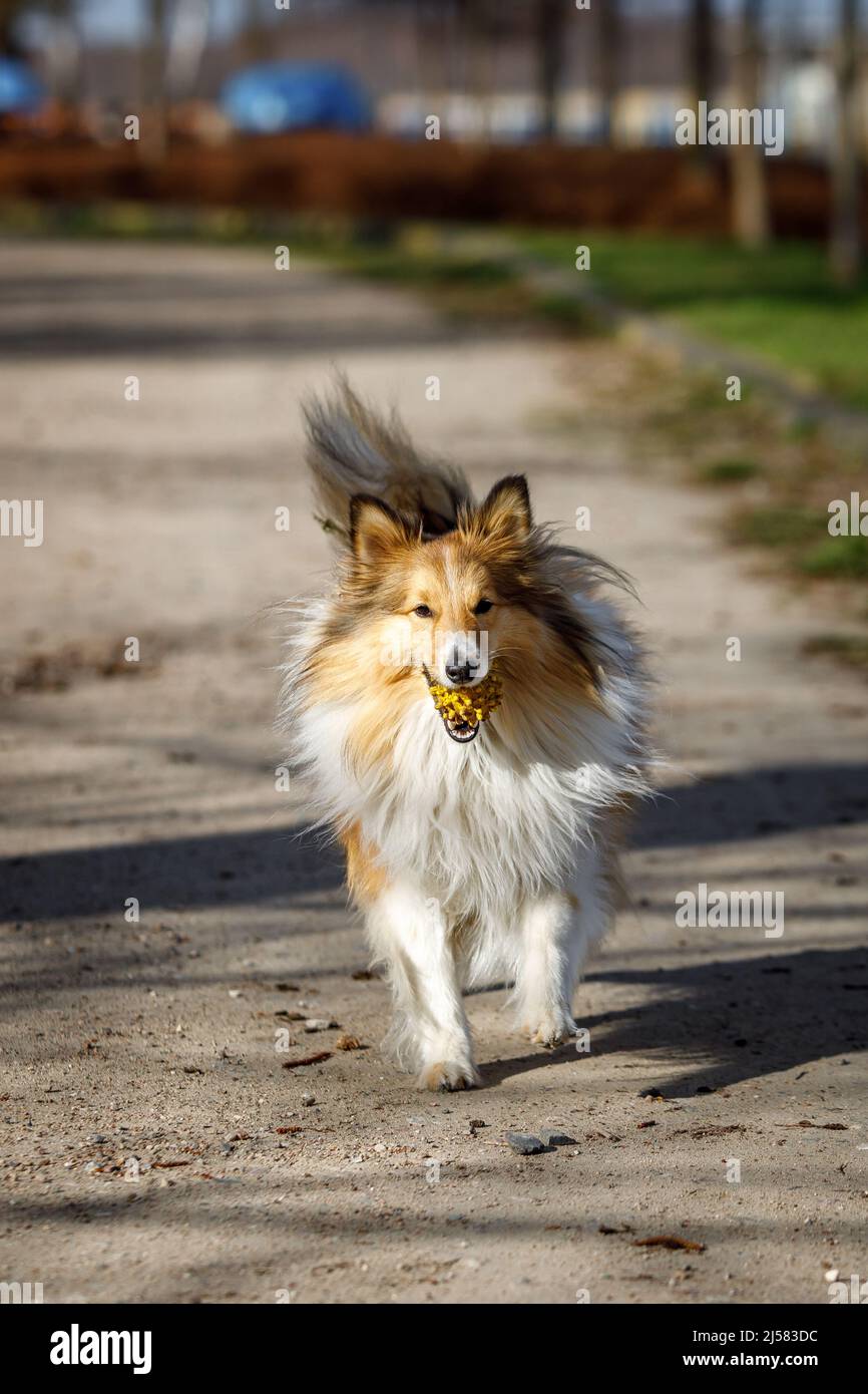 Playful happy pet dog puppy sheltie running and playing with a ball ...