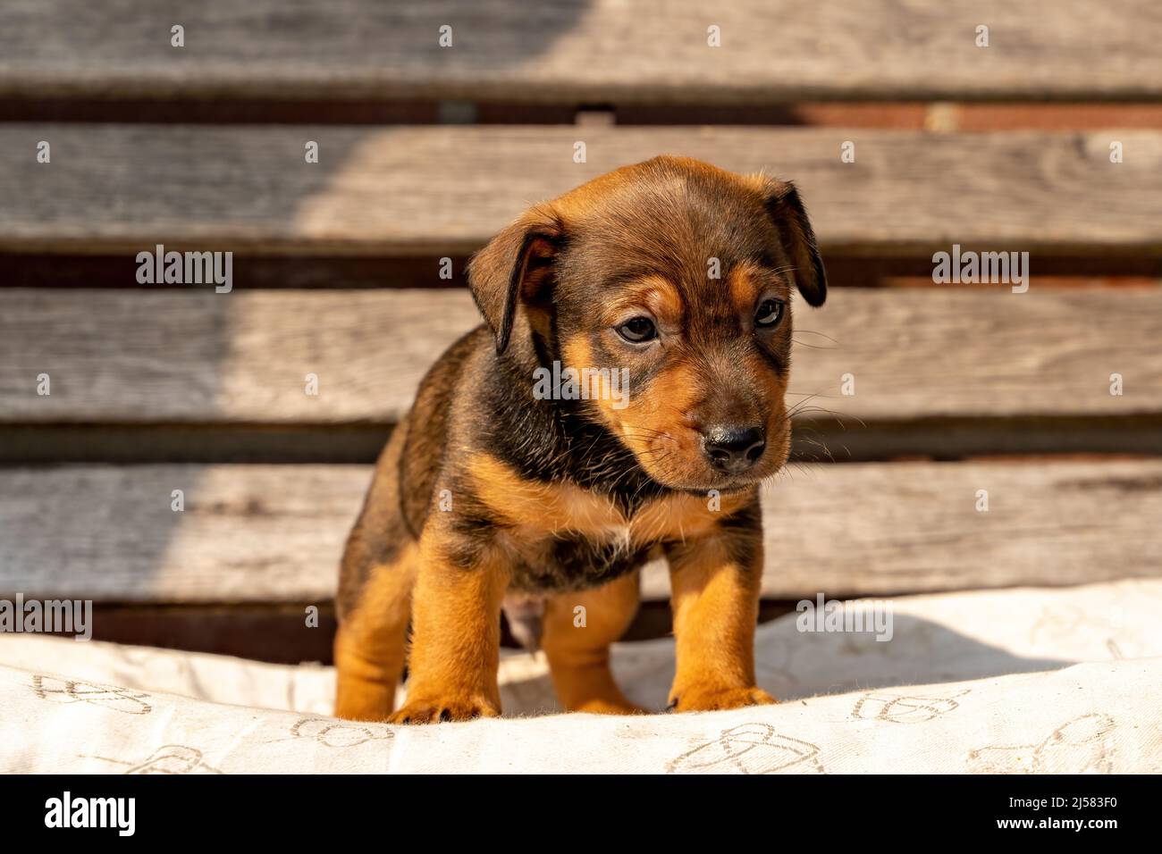 One month old brown Jack Russell puppy sitting on a wooden garden bench ...