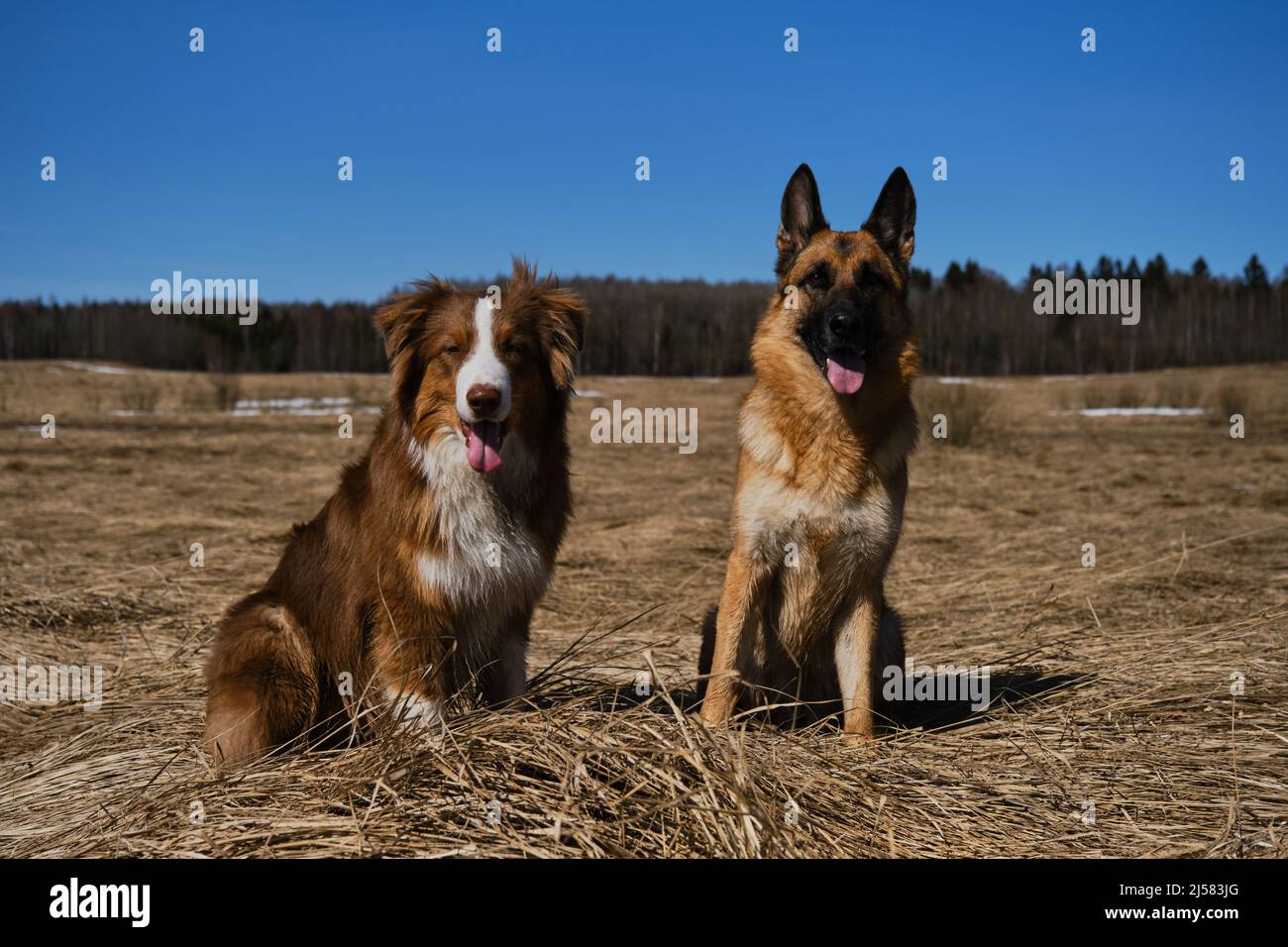 Two Shepherds German and Australian are best friends sitting next to ...