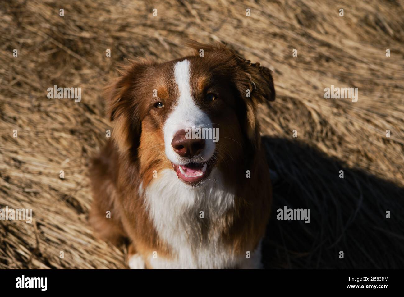 Chocolate Merle Australian Shepherd